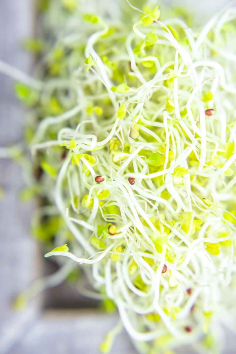Growing Broccoli Sprouts and Broccoli Microgreens - Best Clean Eating